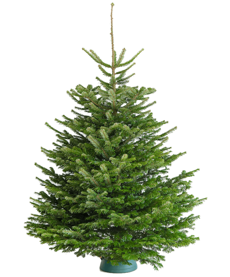 Korea nulg - Silvertree.ee